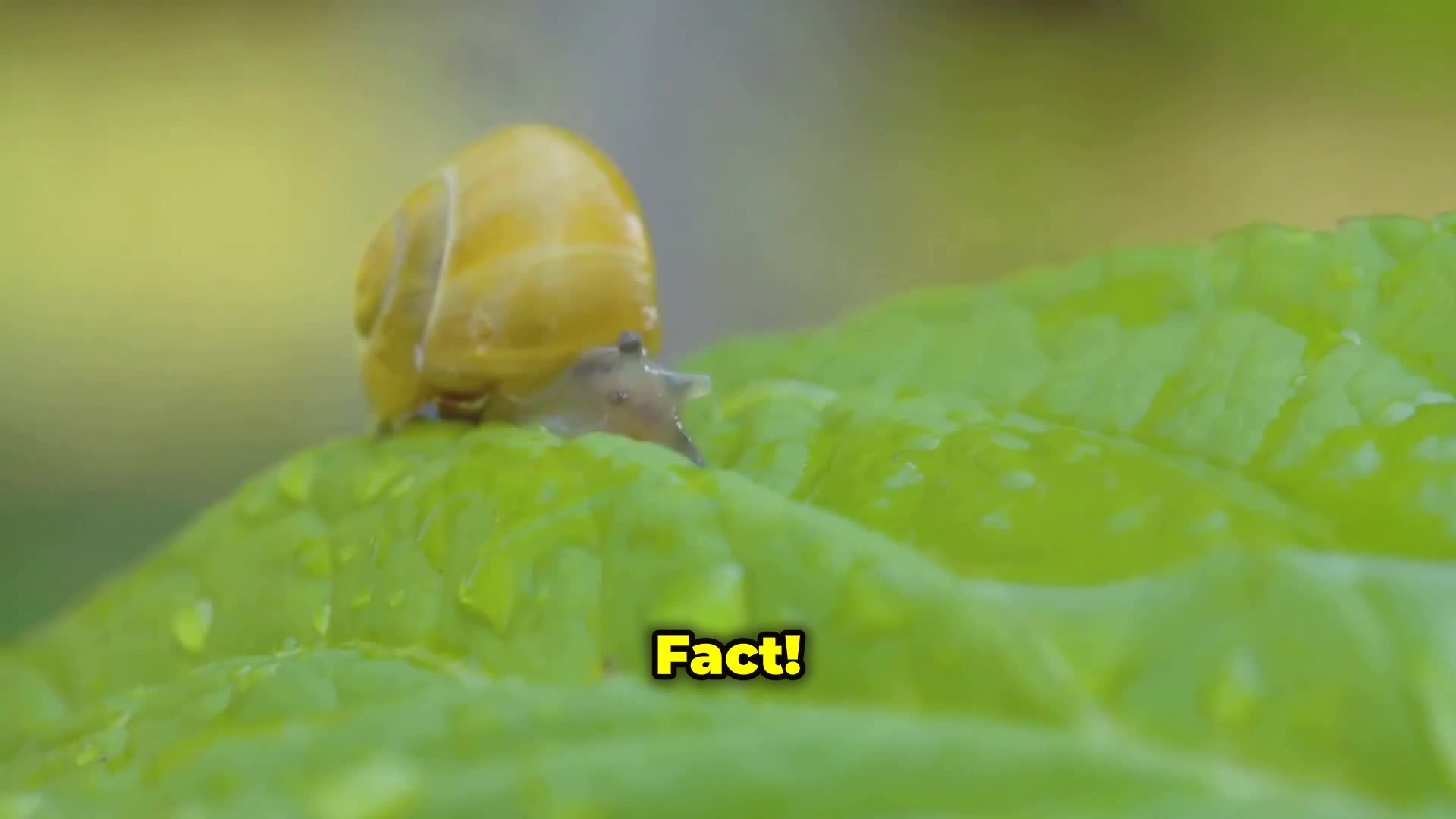 Fun Facts Or Fiction About Snails – Fact Hunters : Nature Edition